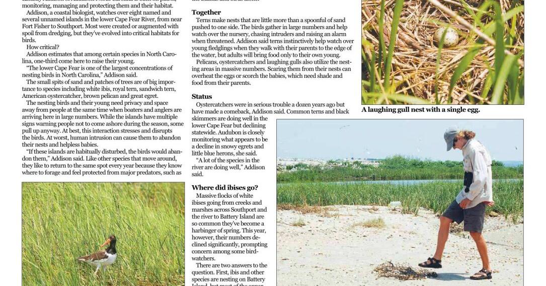 Audubon monitors, protects nesting water birds | | stateportpilot.com