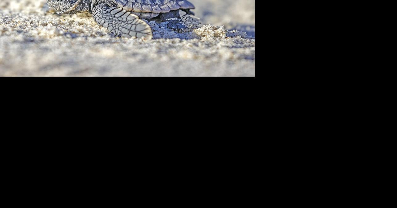 Slower season for turtle nesting on Bald Head Island | Community Focus ...