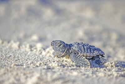 Slower season for turtle nesting on Bald Head Island | Community Focus ...