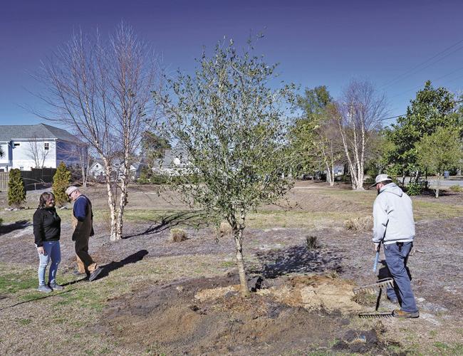 Trees planted as part of city's maintenance program | Community Focus ...