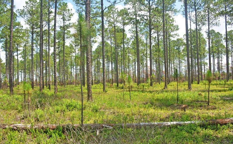 After the fire: Green Swamp Preserve is still green | News ...