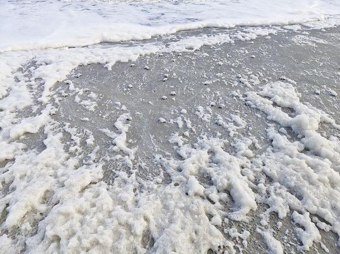 Turtle volunteers keep busy protecting nests | News | stateportpilot.com