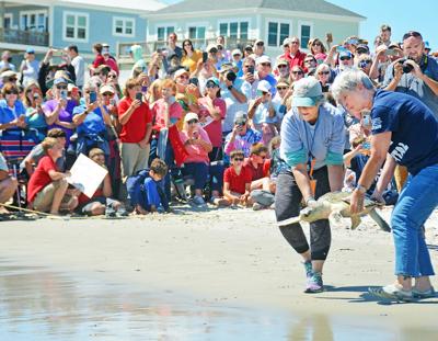 Oak Island: four rehabilitated sea turtles released | News ...