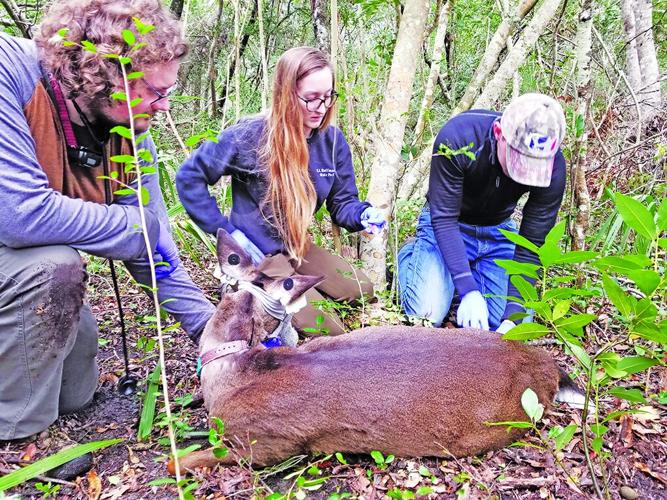 Options explored for Bald Head's deer population | News ...
