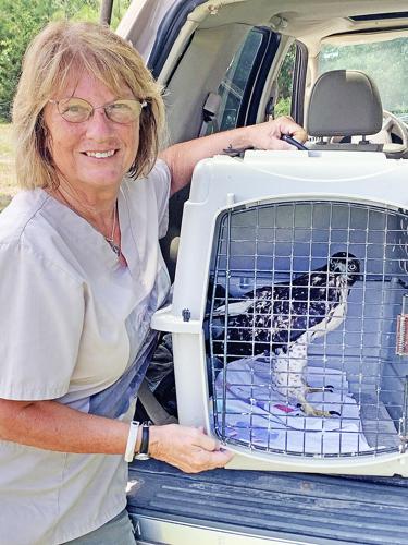 Red hawks set free on the 4th of July | Community Focus ...