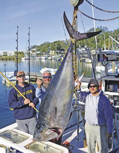 First big tuna of season weighs 350 pounds | News | stateportpilot.com