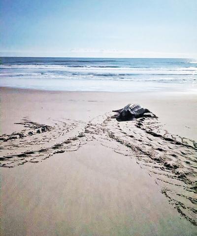 Turtle nesting season underway at Caswell, Oak Island | News ...