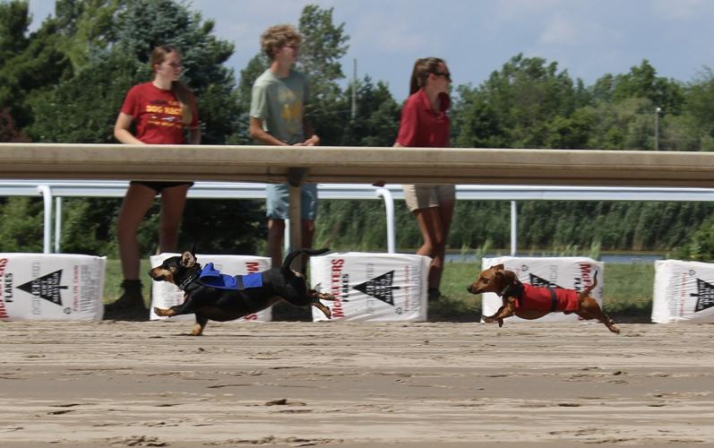 Best in Go: Wiener dog races at Fort Erie Race Track