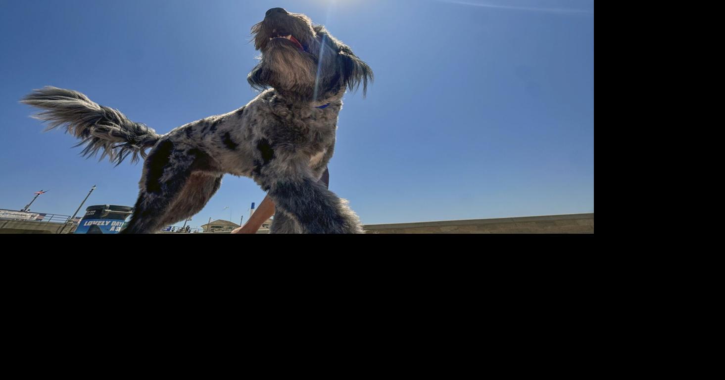 Hot dog! Keep your pets cool in the summer swelter