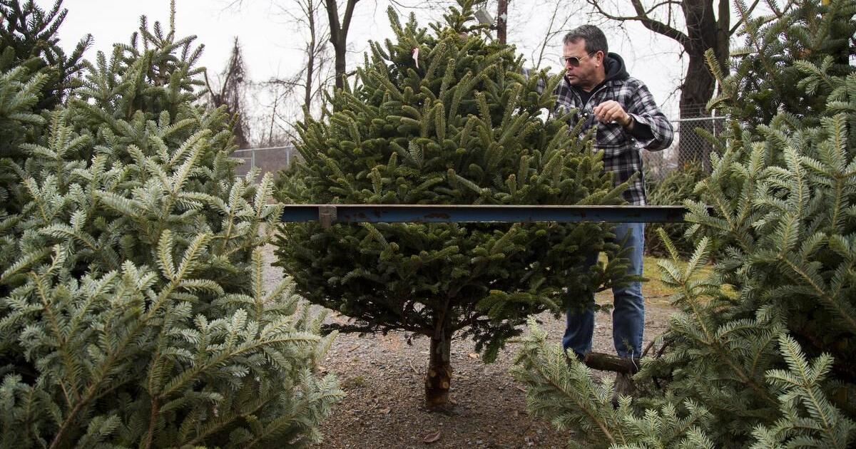 Need to know: Niagara curbside Christmas tree collection starts Monday