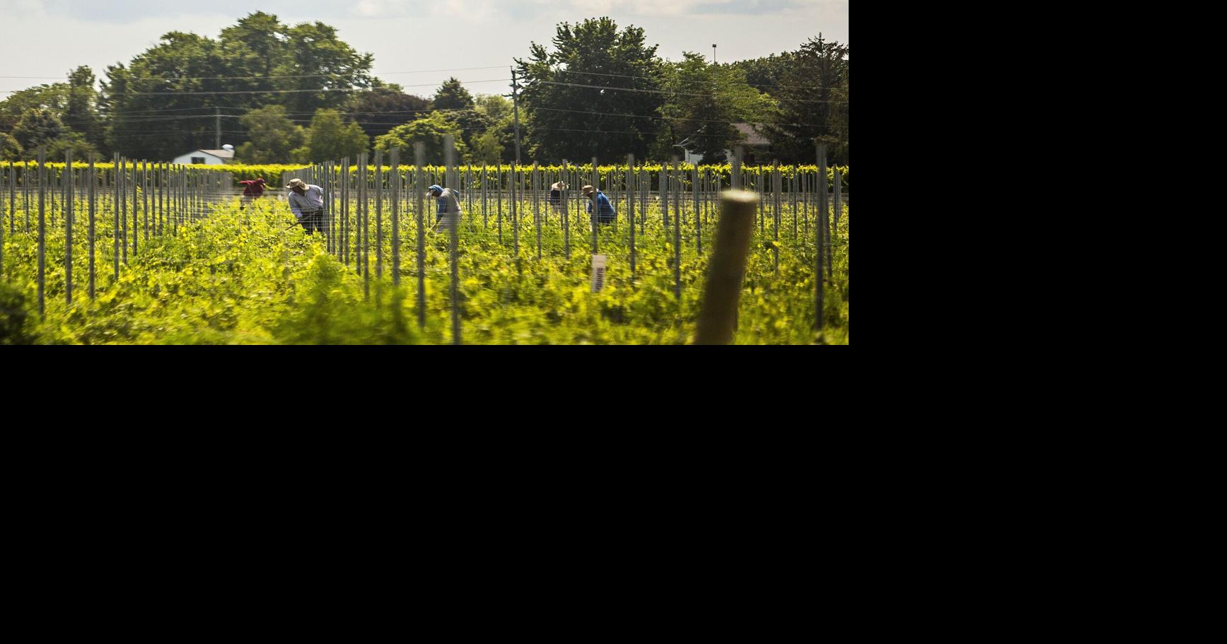 Irrigation Initiative protects Niagara’s specialty crops