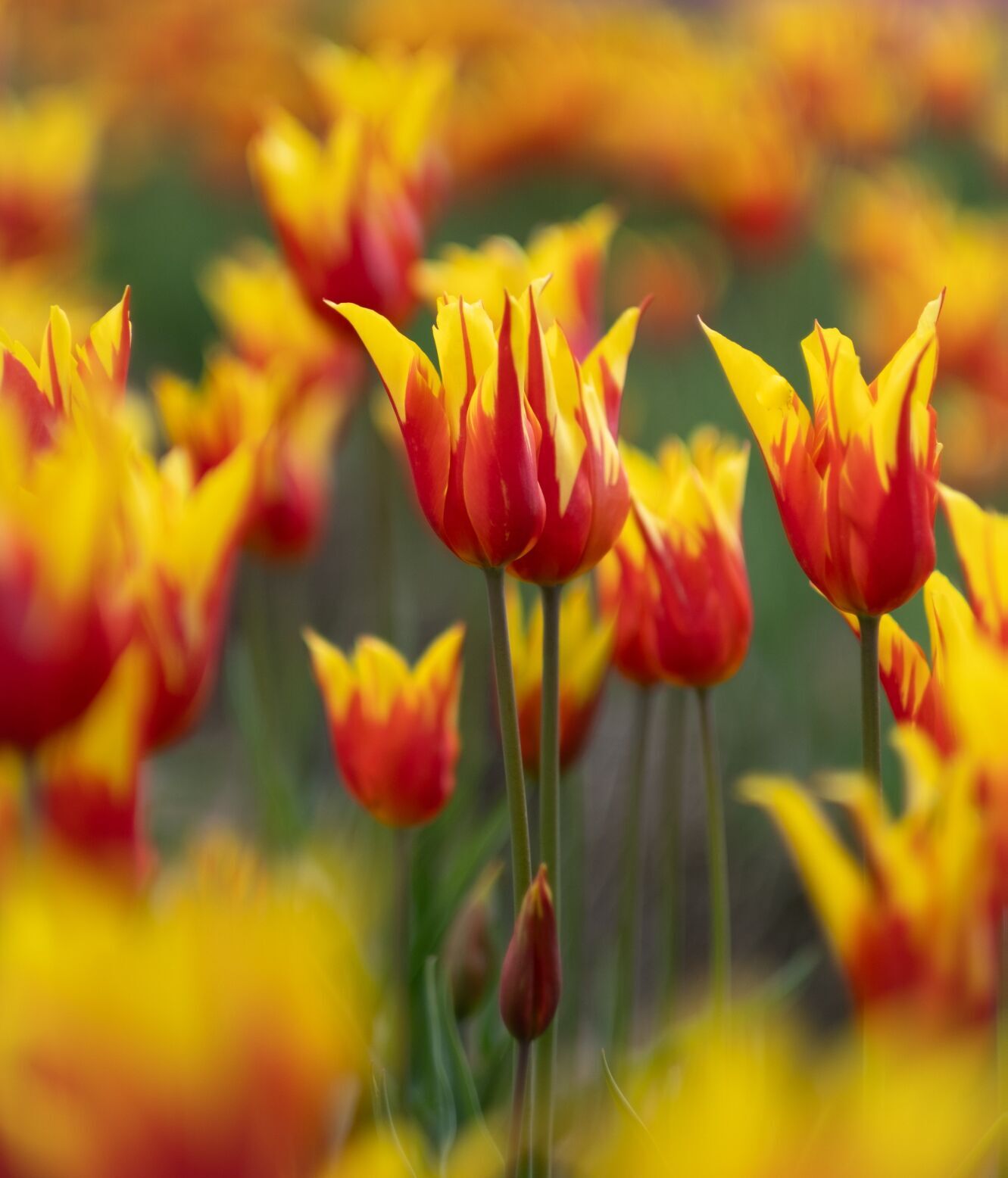 Canada’s largest tulip festival a breath-taking sight