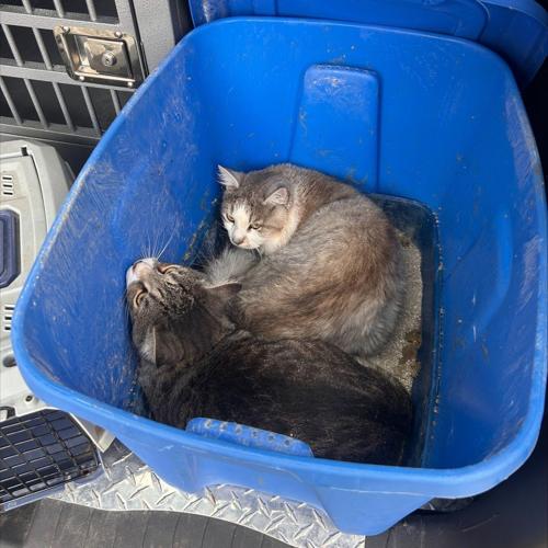 Cats found abandoned in hot, cramped bin in St. Catharines
