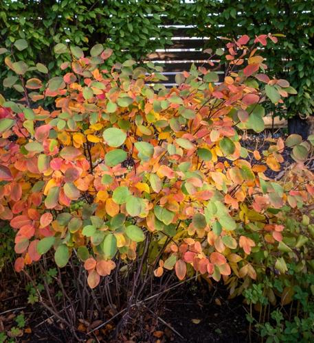 Serviceberry a colourful symbol of perseverance