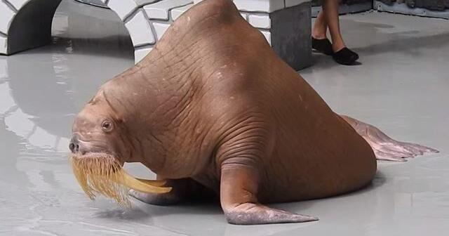Zeus the walrus dies at Marineland