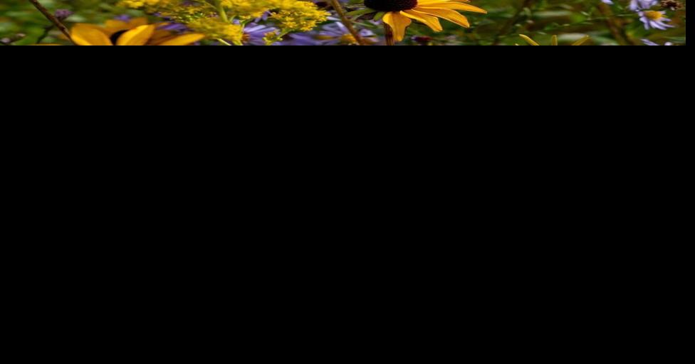 Easy-to-grow native plants