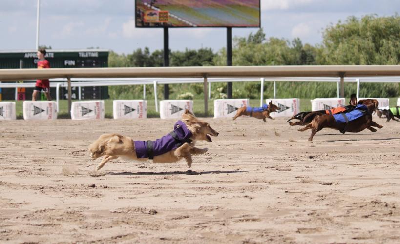 Best in Go: Wiener dog races at Fort Erie Race Track