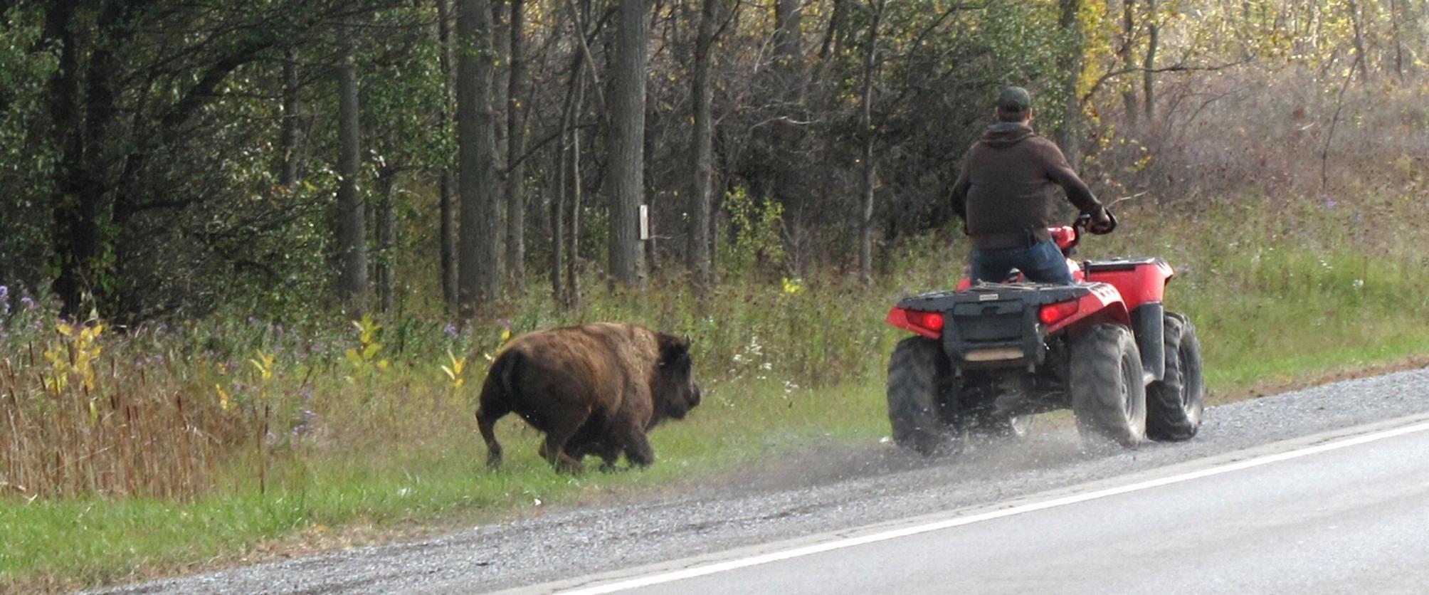 A look back at Niagara’s strangest animal escapes