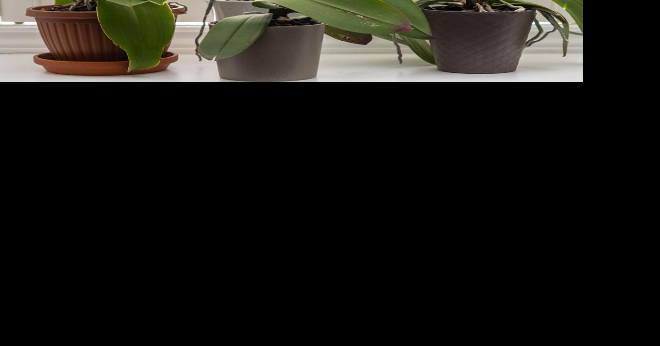 Six tips for successful orchid growth