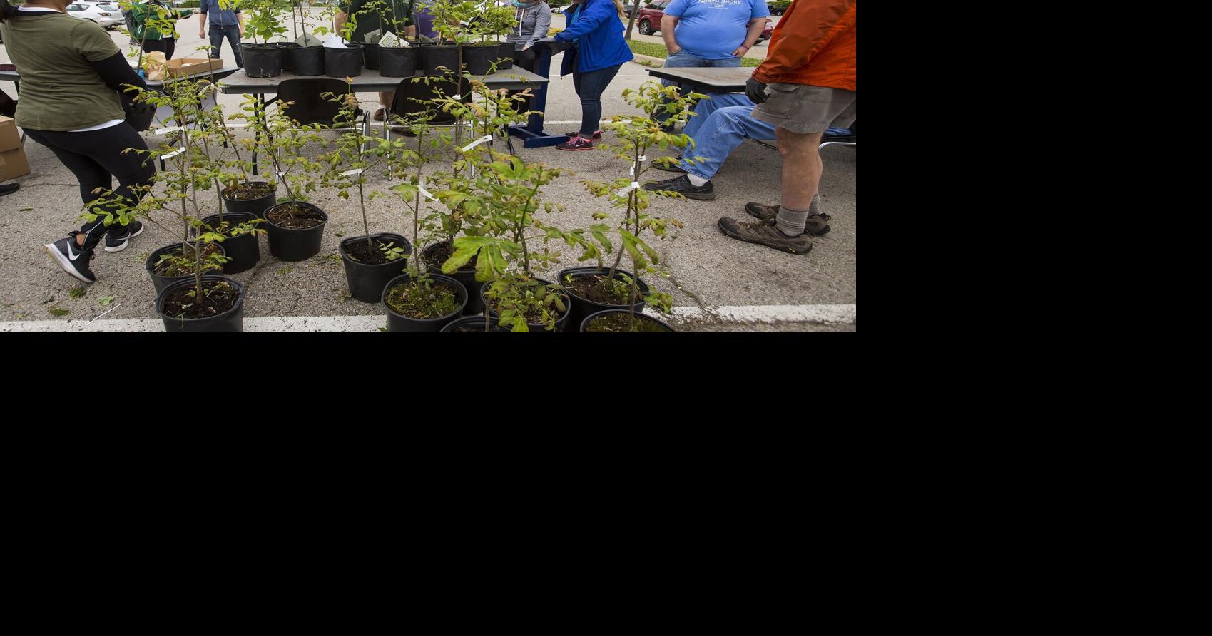 Free tree giveaway for St. Catharines residents on now