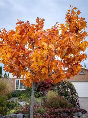 The mighty — and versatile — red oak