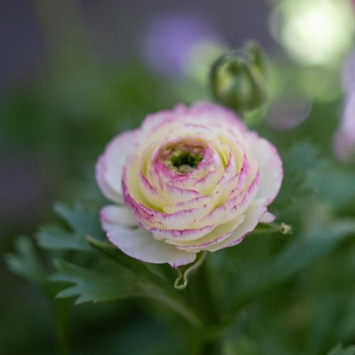 Ranunculus —the rose of spring