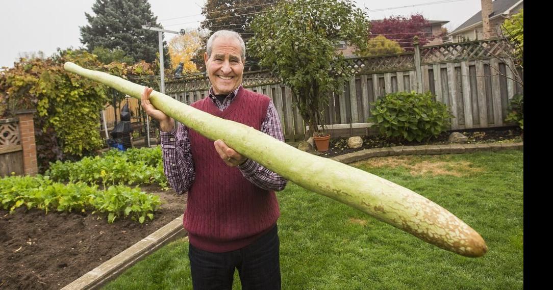 Now that’s a zucchini! Nearly 8-foot long monster veggie grown by St ...