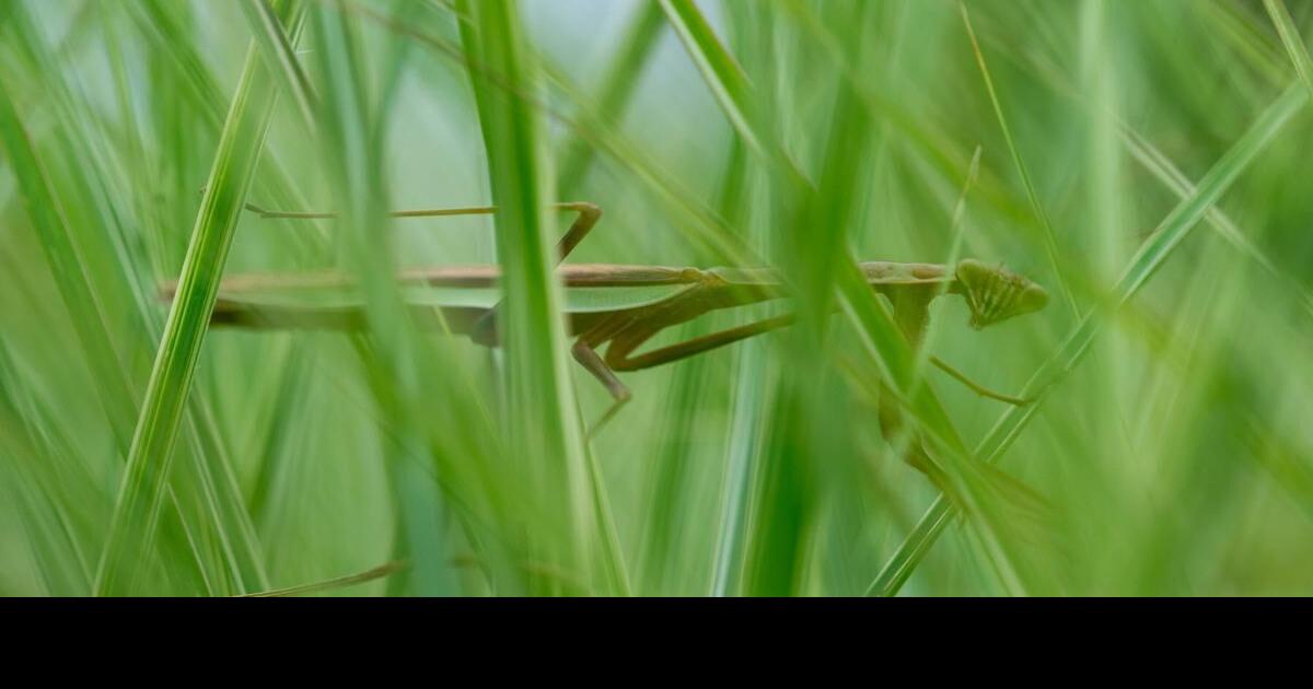 Growing Your Garden: Praying mantis — master of disguise