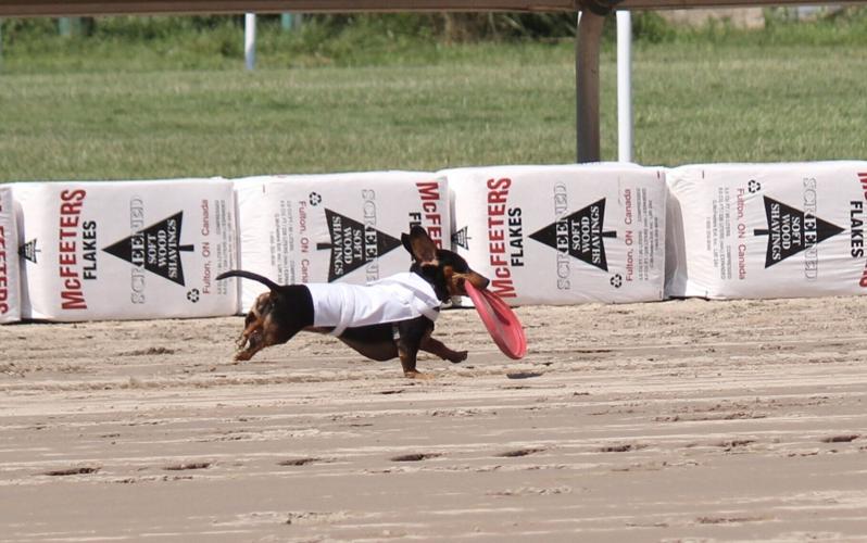 Best in Go: Wiener dog races at Fort Erie Race Track