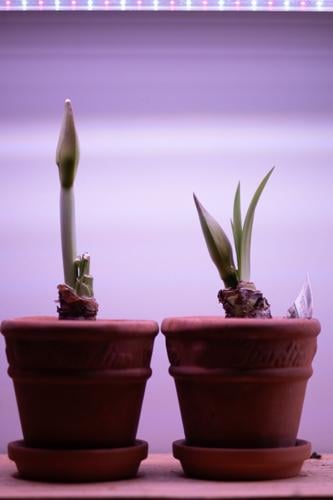 Amaryllis — more than just Christmas flowers