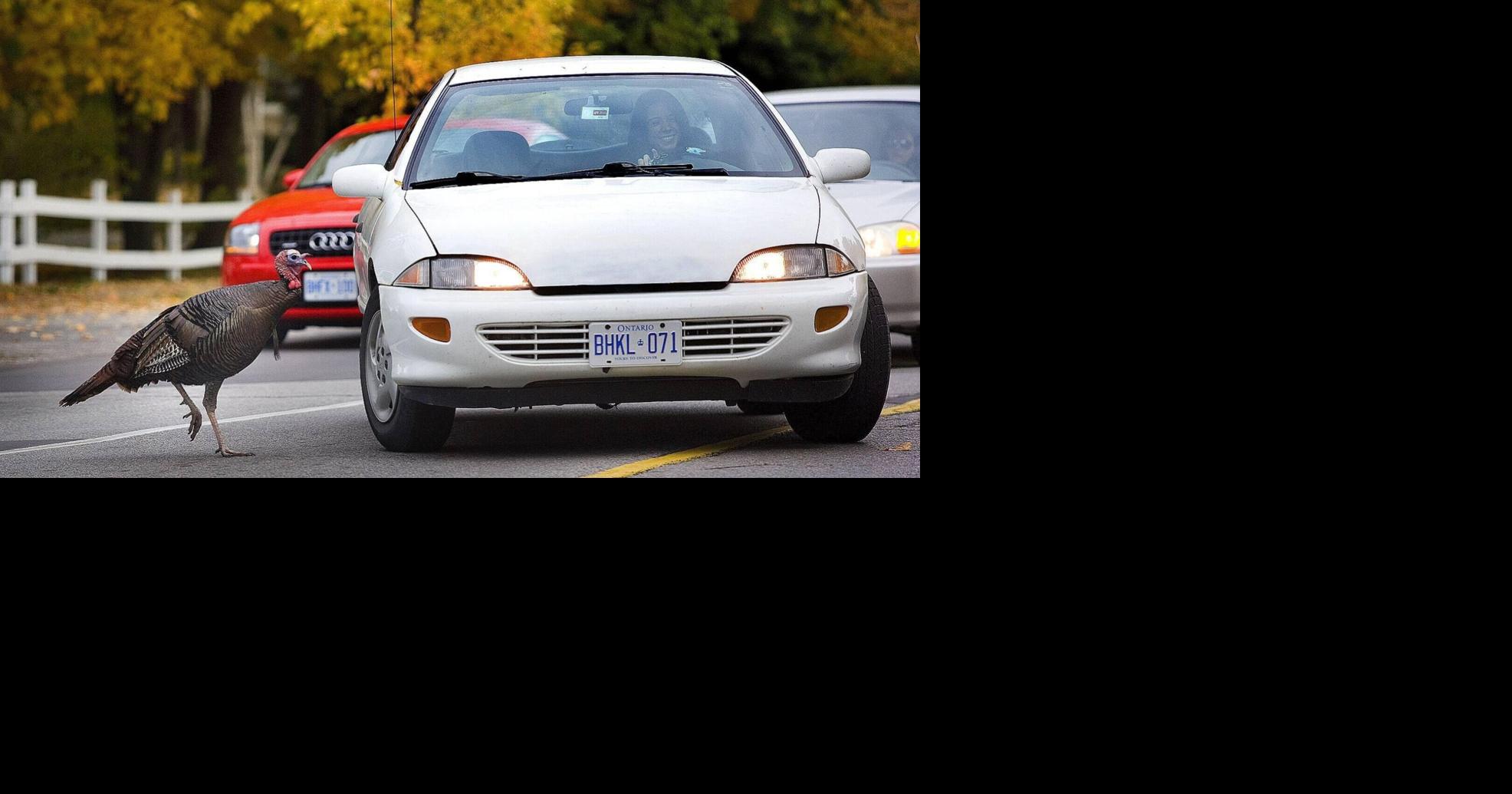 Drivers in north St. Catharines advised to be on alert for turkeys