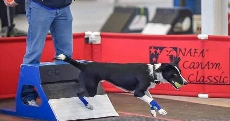 Niagara flyball team takes flight to the top