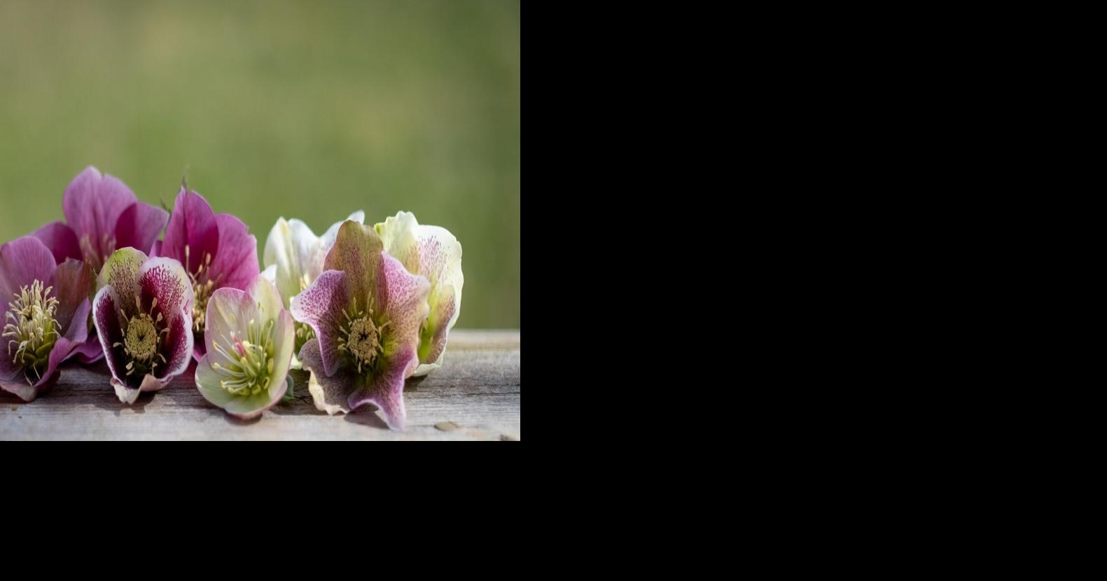 Hellebores earn their keep