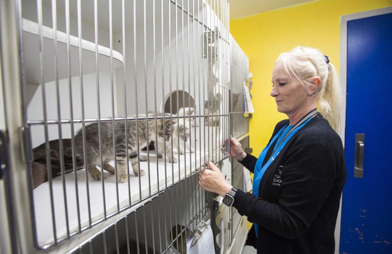 Tanya Firmage on Humane Society of Greater Niagara’s mission