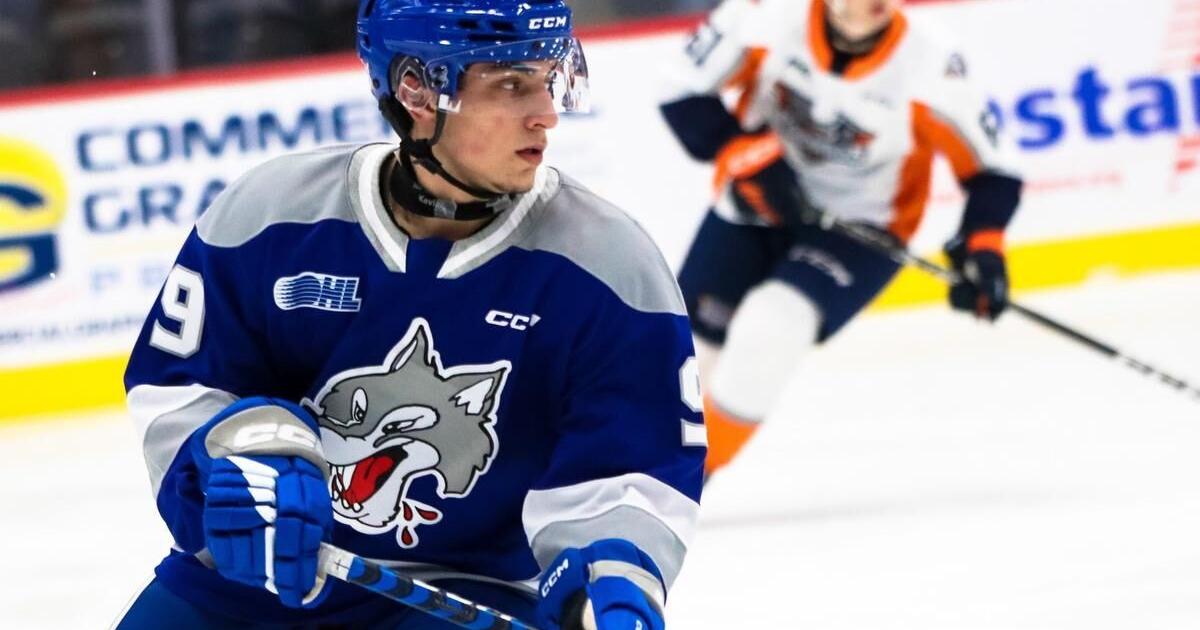 IceDogs hope Wolf will add bite to offence