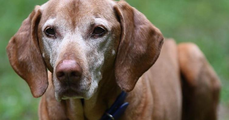 Paperwork crucial for purebred dogs