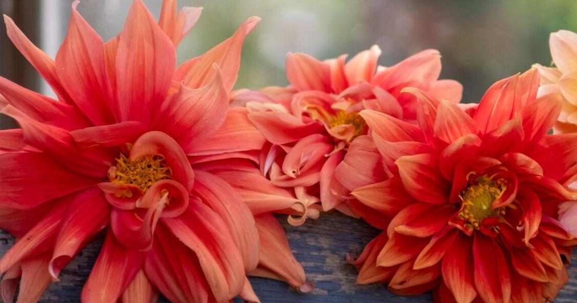 September’s windfall bouquet eases autumn’s arrival