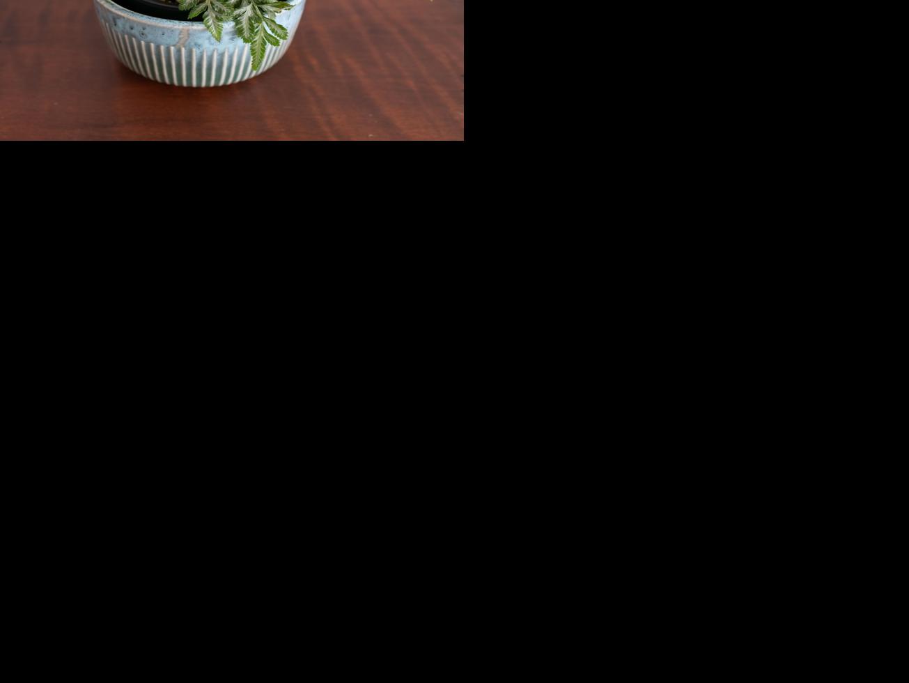 Five fabulous ferns for your home