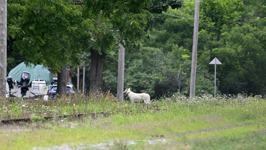 A look back at Niagara’s strangest animal escapes