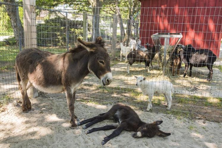 Happy Rolph’s animal farm set to reopen for first time since 2019