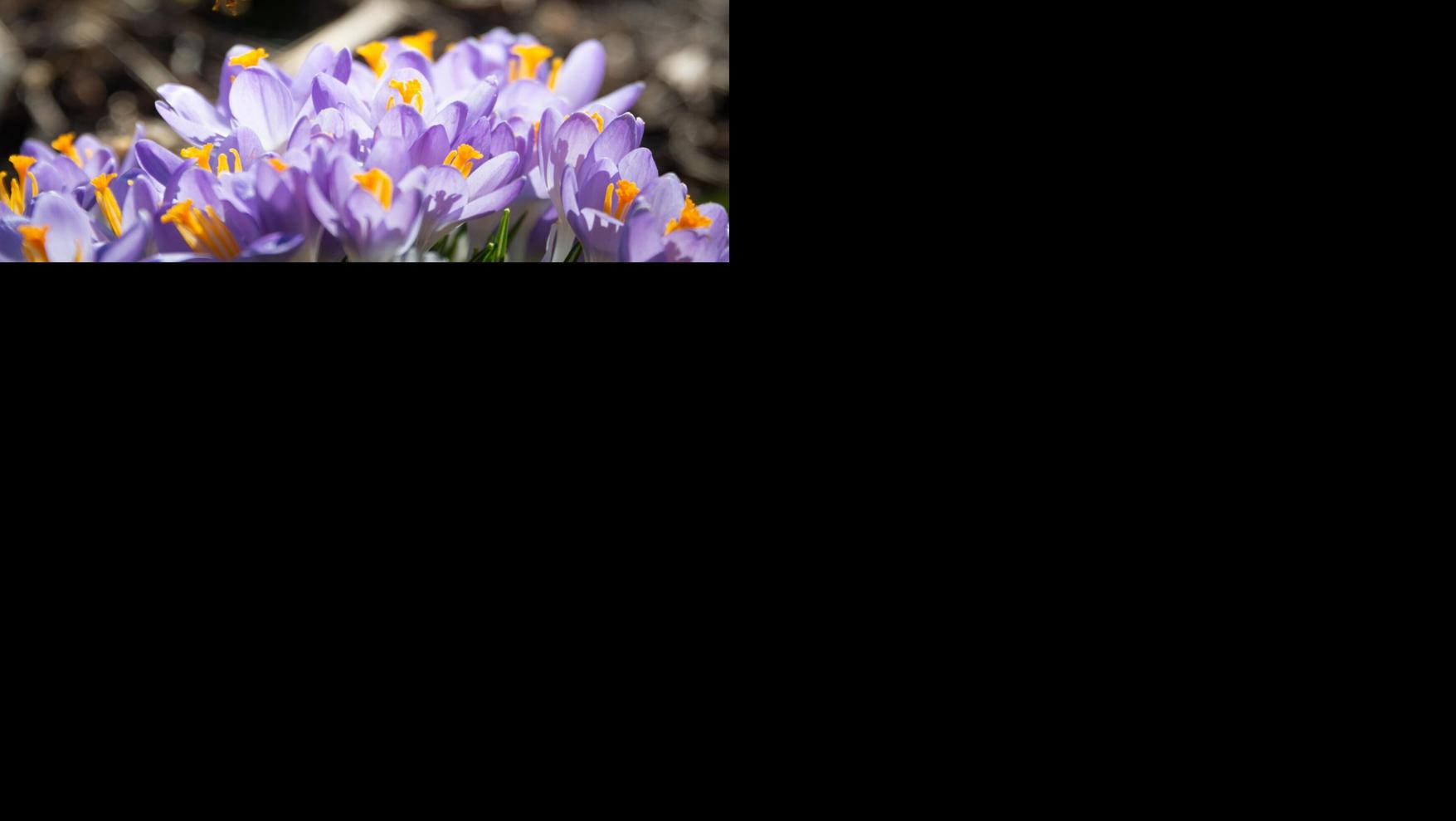 Crocus lawns are perfect for pollinators and garden lovers