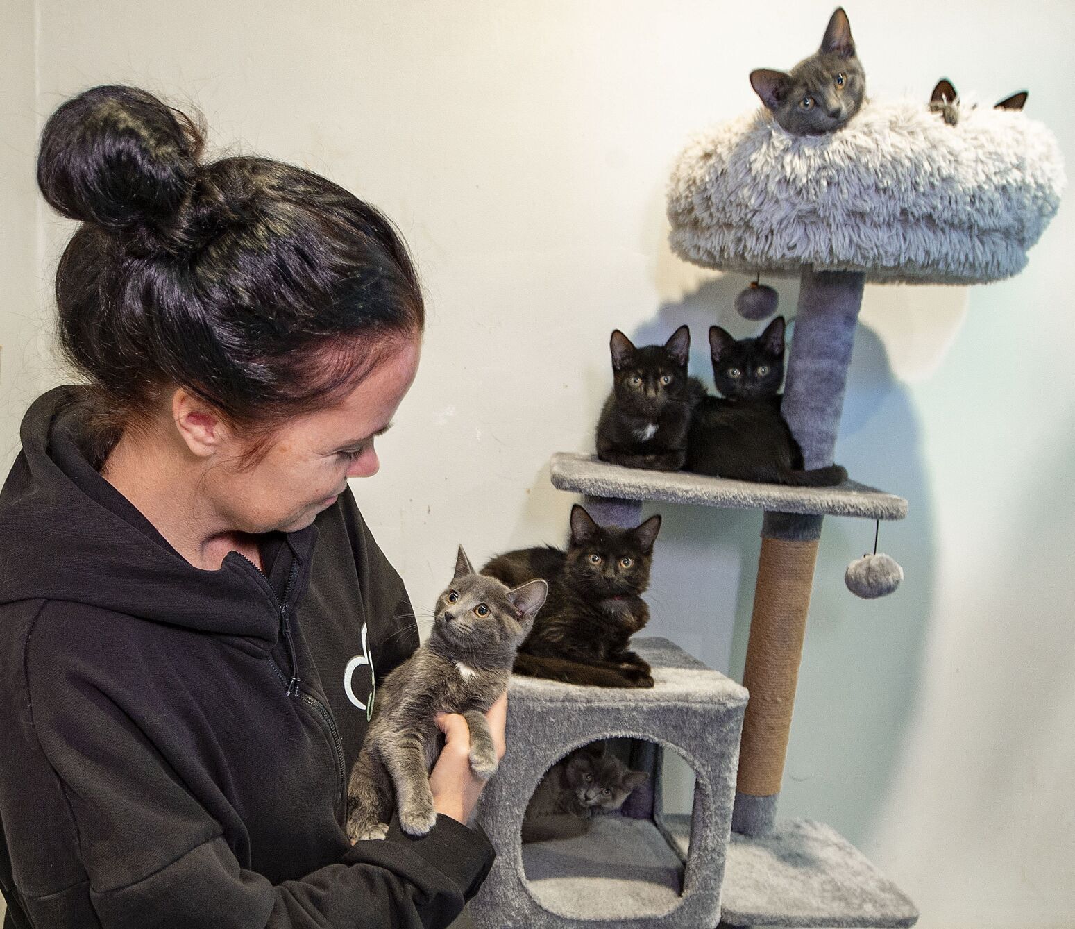 Humane society finds 25 abandoned cats in sealed boxes