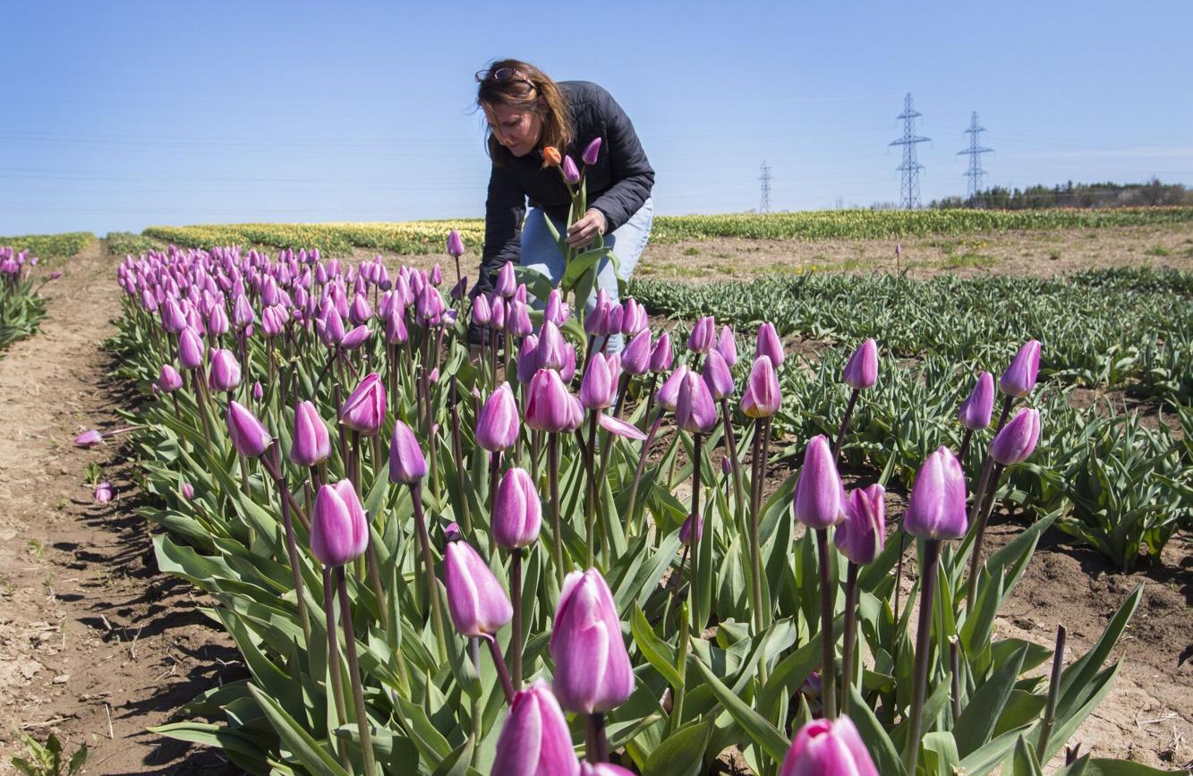 Pelham pick-your-own tulip farm awaits thousands of visitors