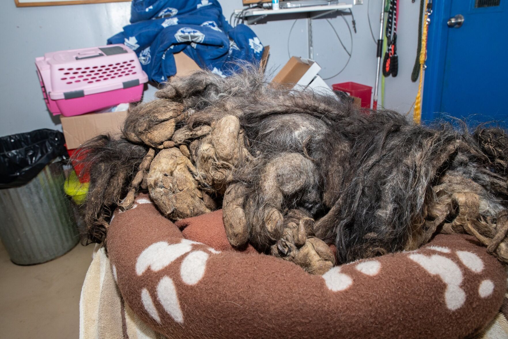 Severely matted dog now in care of Niagara SPCA