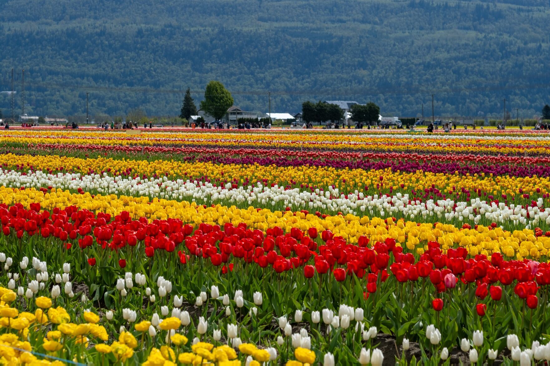Canada’s largest tulip festival a breath-taking sight