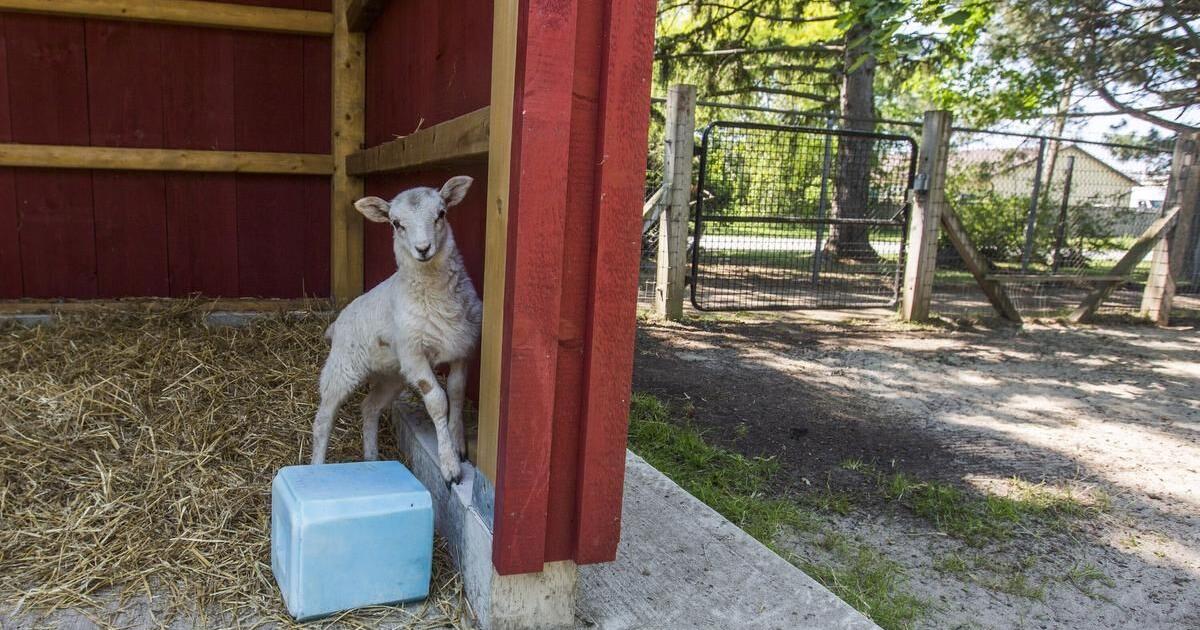 Happy Rolph’s animal farm set to reopen for first time since 2019
