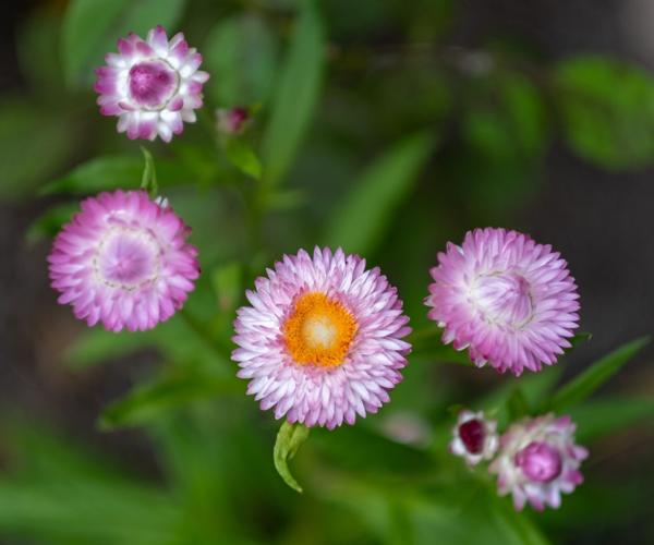 Seed-grown strawflowers — easy and economical
