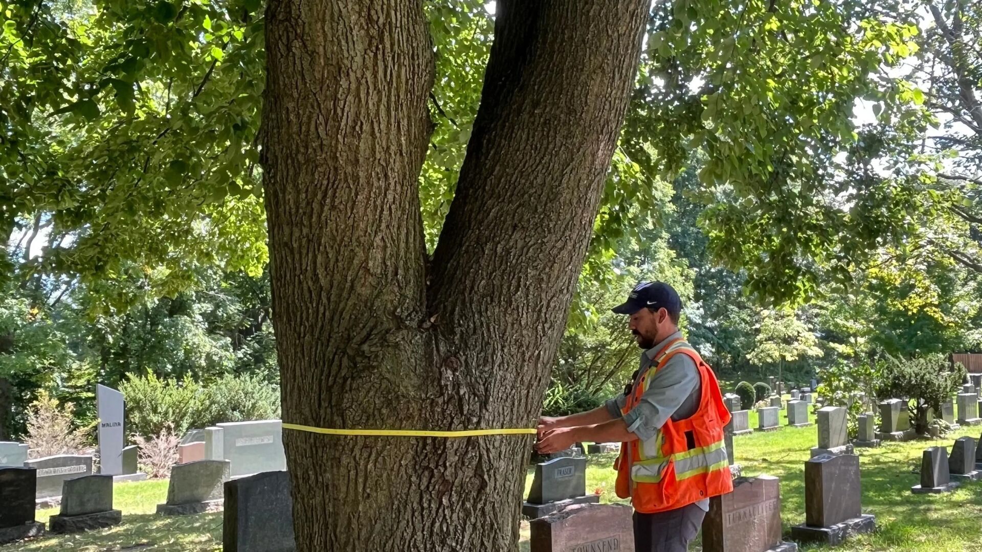 Pelham’s tree program celebrates first heritage nomination