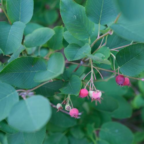 Serviceberry a colourful symbol of perseverance