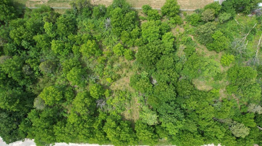 Ground-breaking NIagara project puts our forests on the map